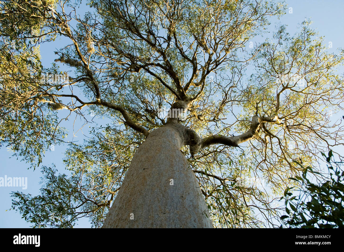 Madagascar mangily adansonia fony reniala hi-res stock photography and ...
