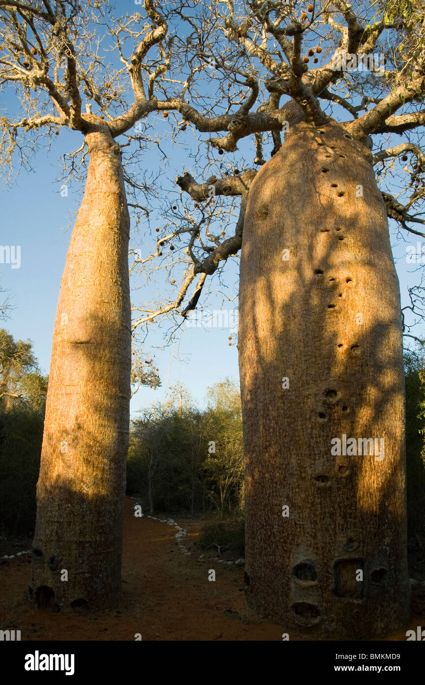 Madagascar, Mangily. Baobab (Adansonia fony) at Reniala Reserve Stock ...