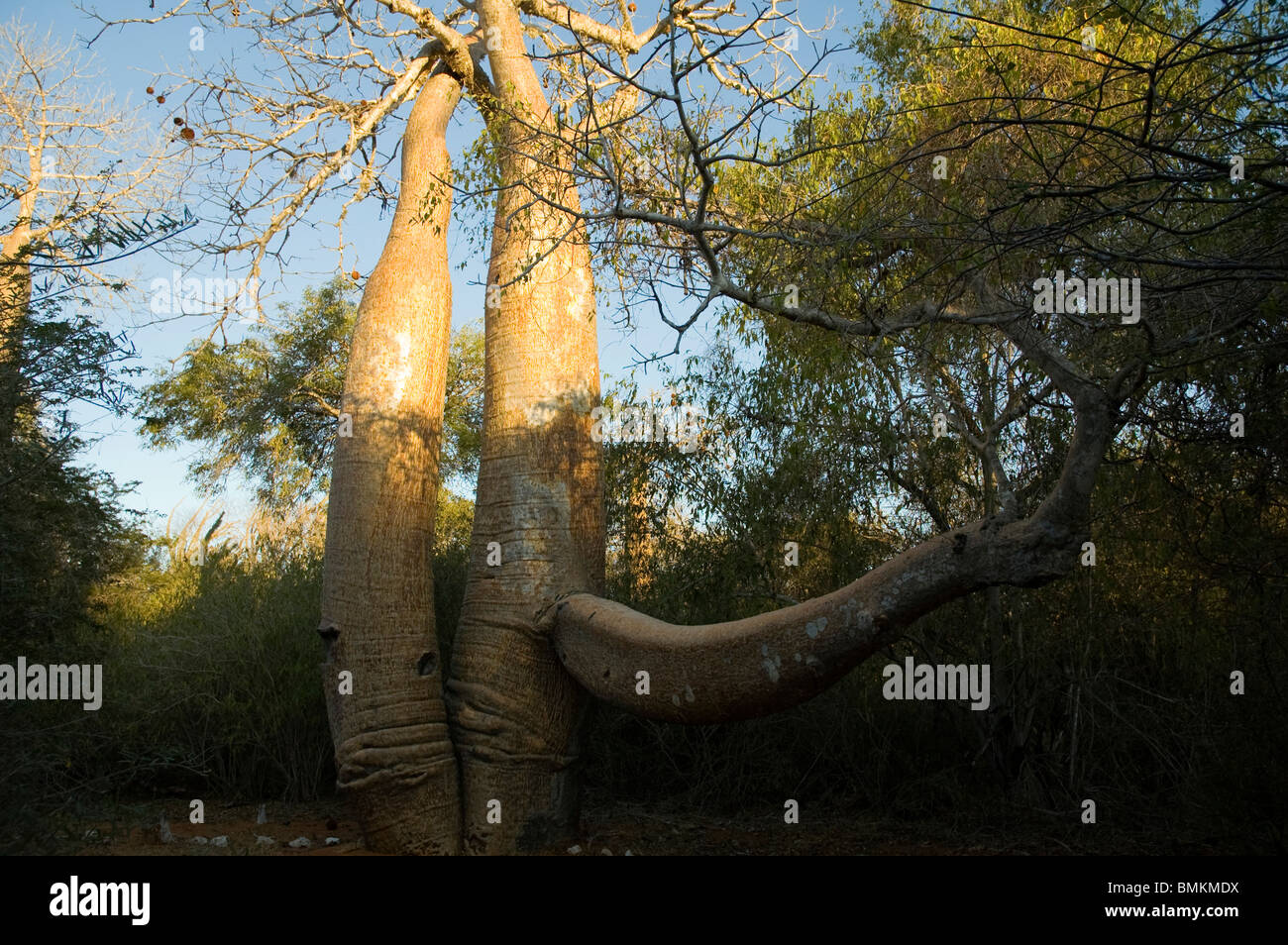 Madagascar, Mangily. Baobab at Reniala Reserve Stock Photo - Alamy