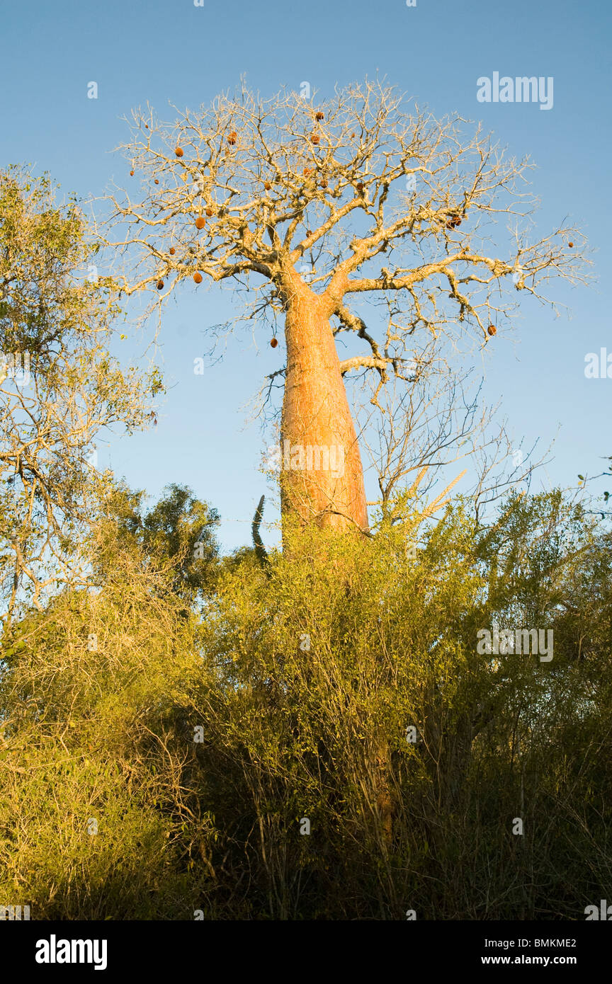 Madagascar, Mangily. Reniala Reserve Stock Photo - Alamy