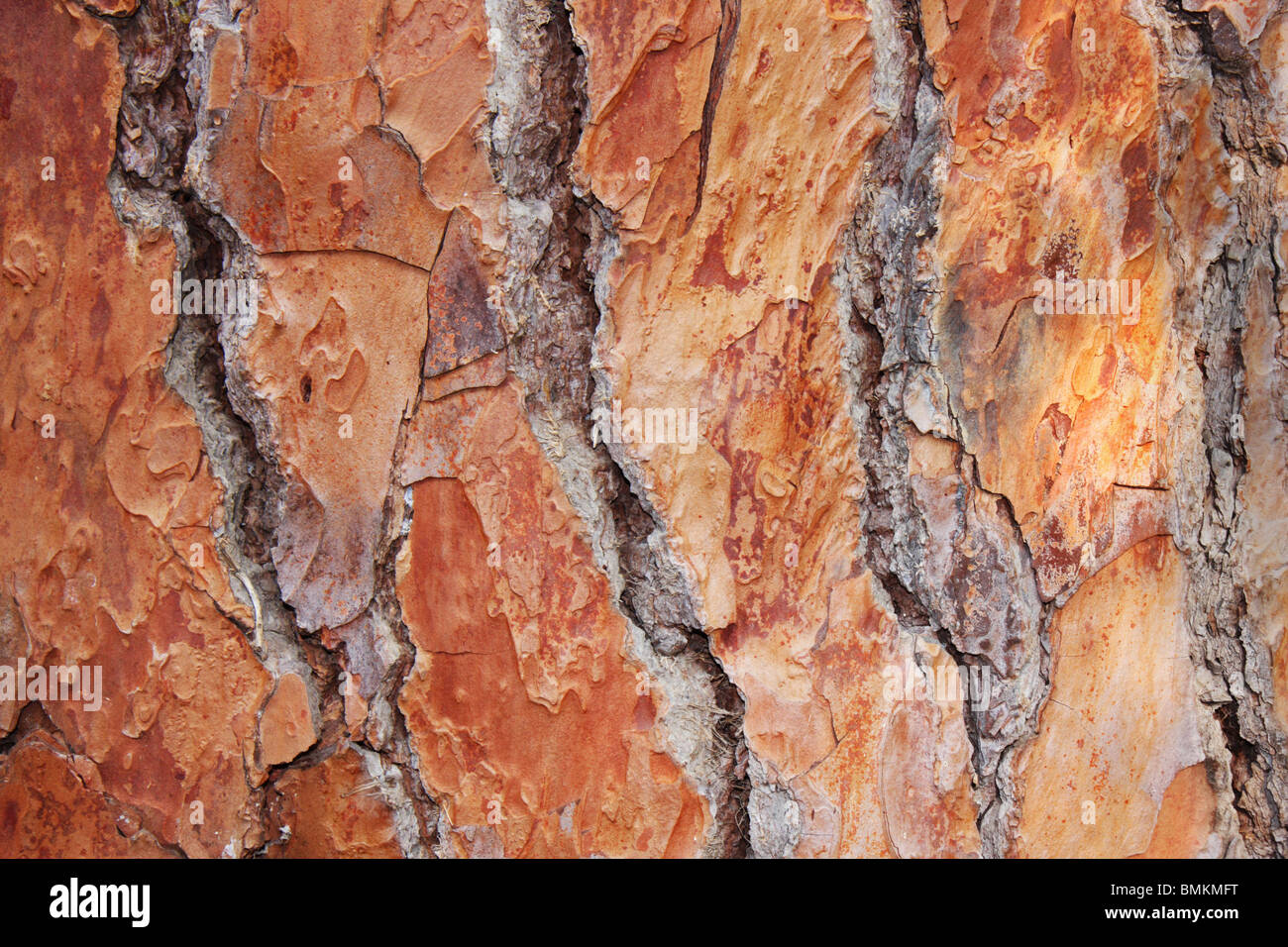 Bark of pine tree Stock Photo - Alamy