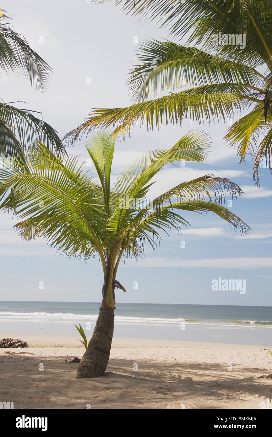 Costa Rica; Palm Tree On The Beach Stock Photo - Alamy