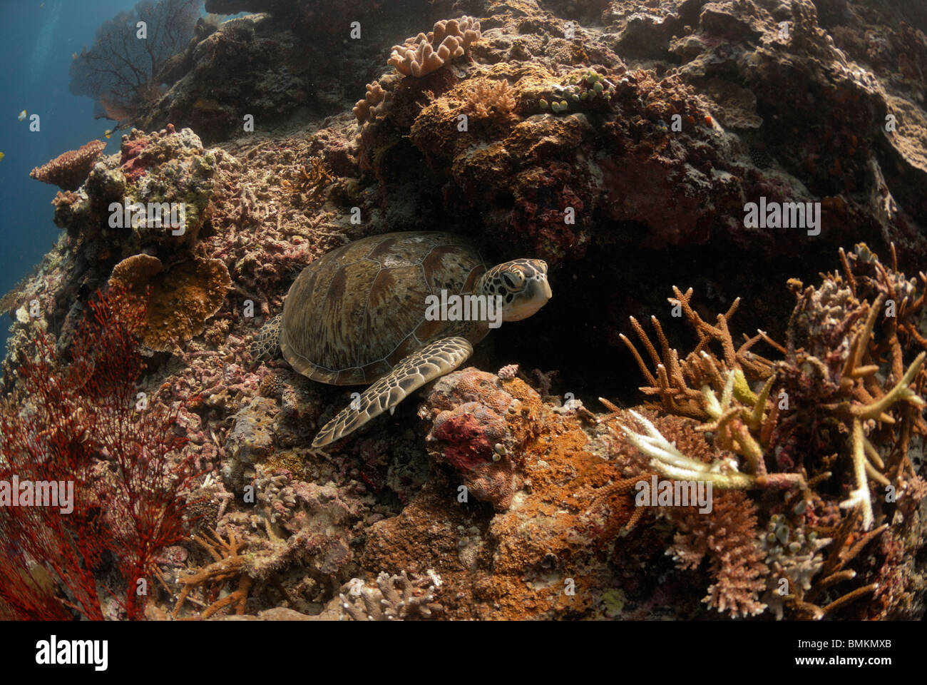 Coral reef, Sipadan, Sabah, Malaysia, Borneo, South-east Asia Stock ...