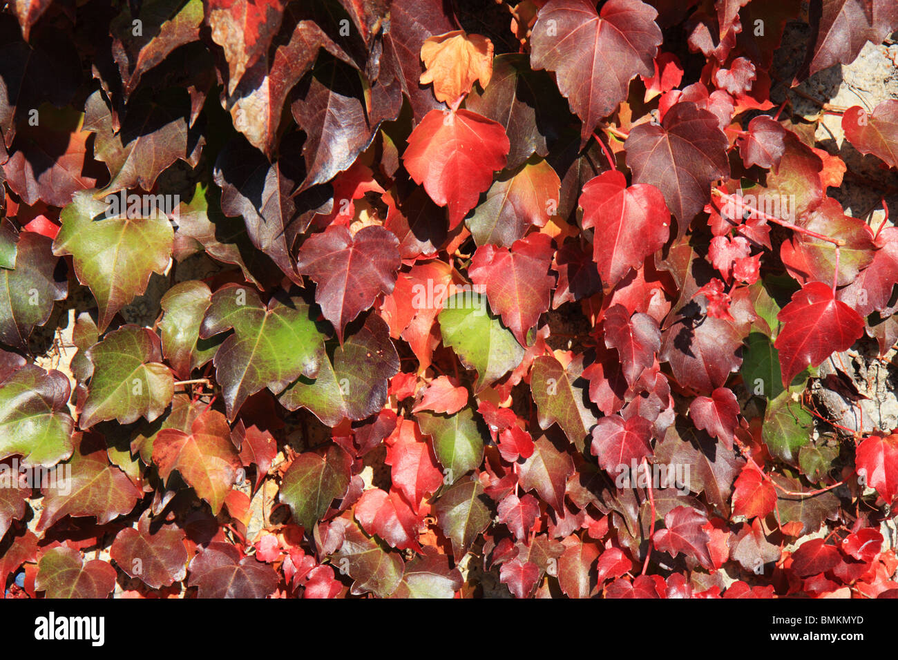 Multicolored background of vine leaves Stock Photo - Alamy