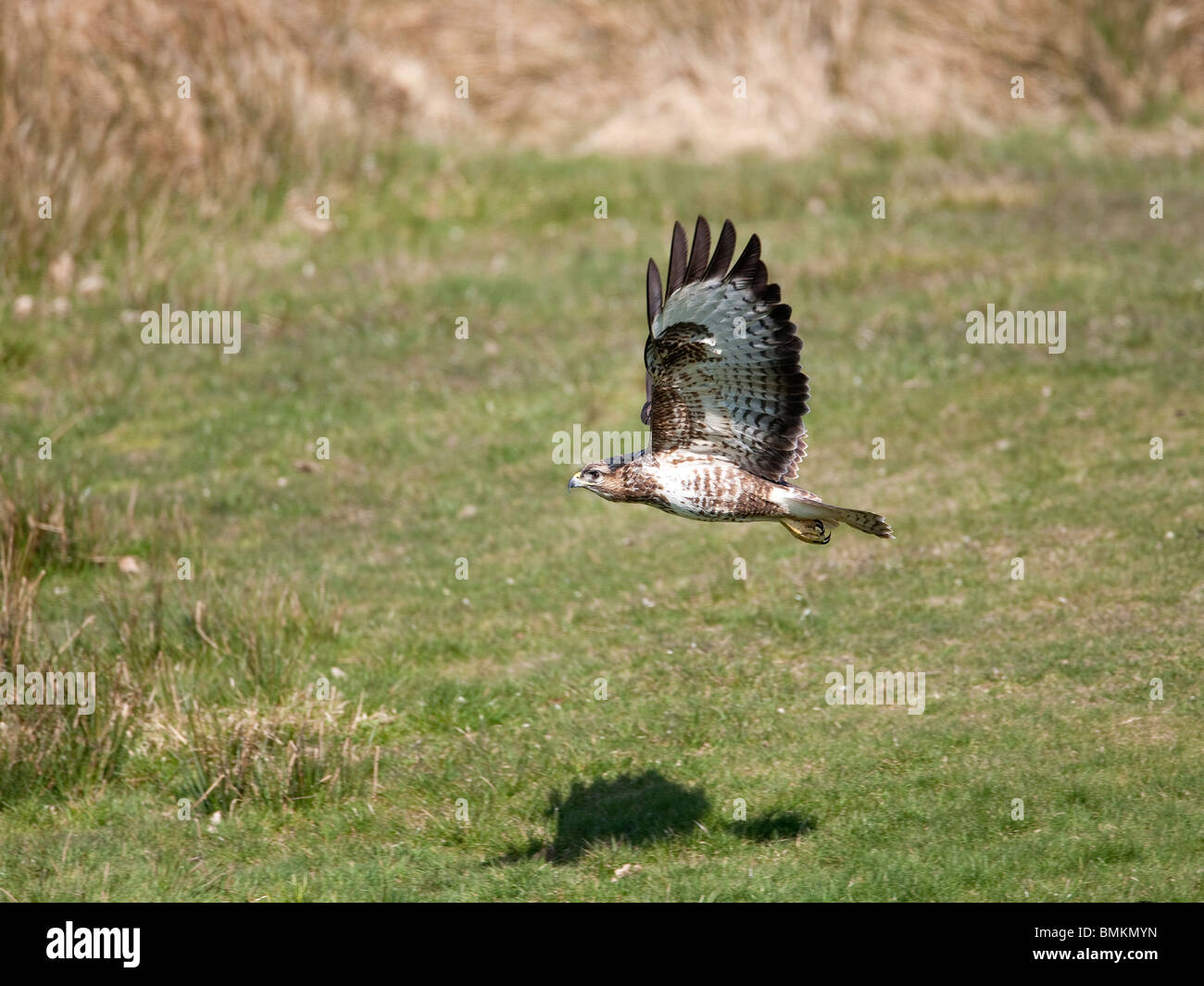 Red kite below hi-res stock photography and images - Alamy