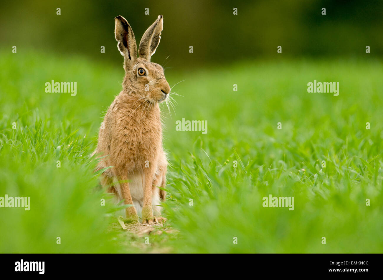 Brown Hare in spring corn field Stock Photo - Alamy