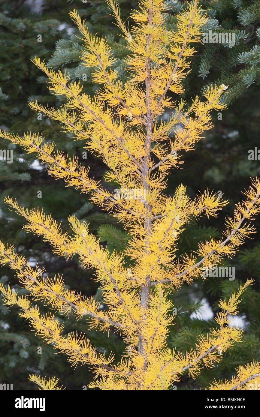 Fall Foliage Banff High Resolution Stock Photography and Images - Alamy