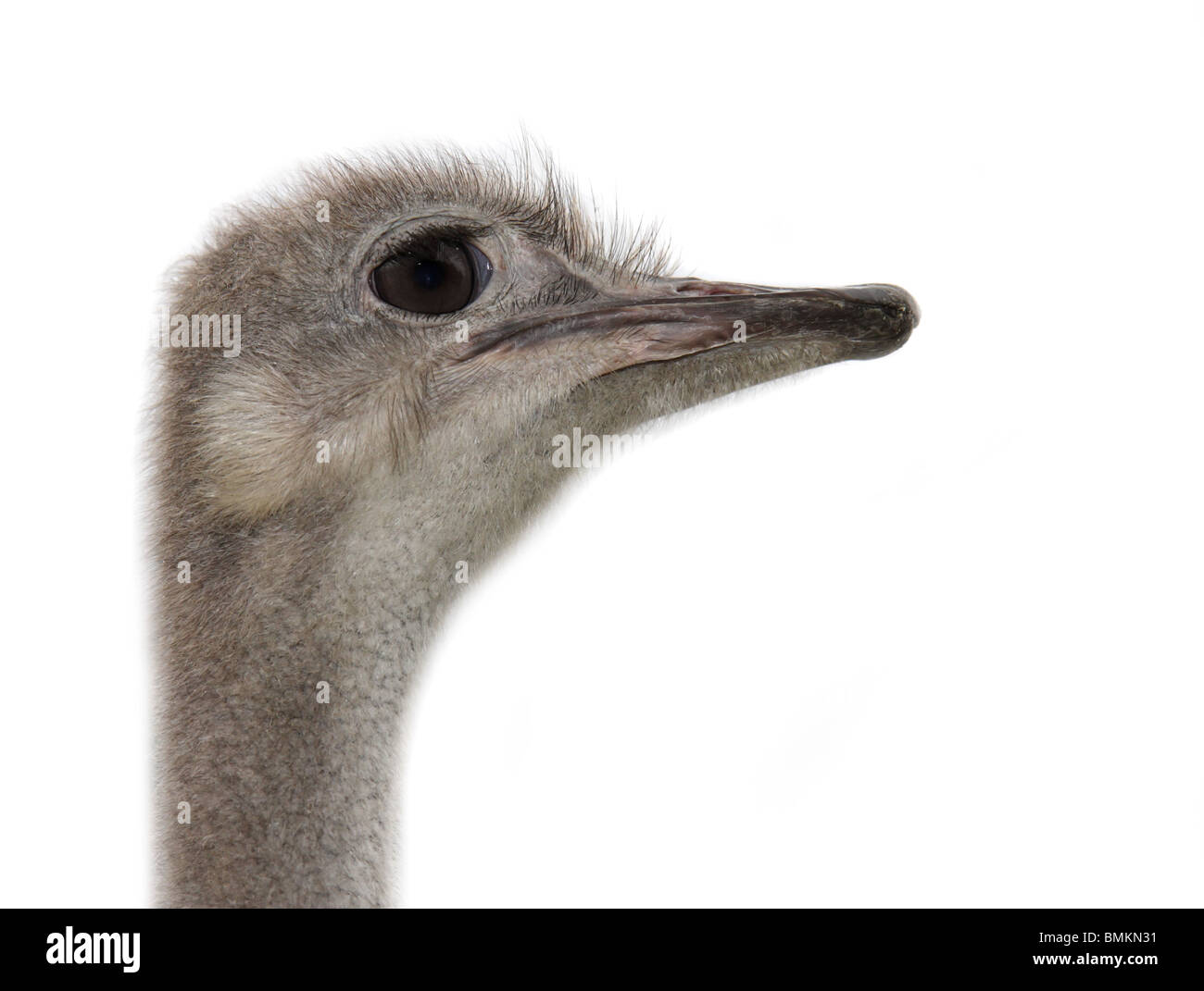 Ostrich head isolated on white background Stock Photo - Alamy