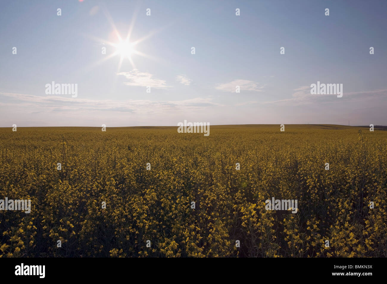 The sun shining over a flowering canola field hi-res stock photography ...