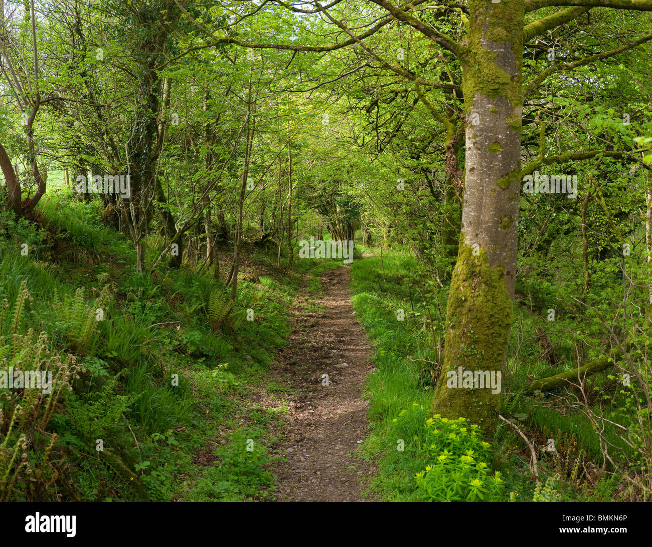 quiet woodland footpath, Ireland Stock Photo - Alamy
