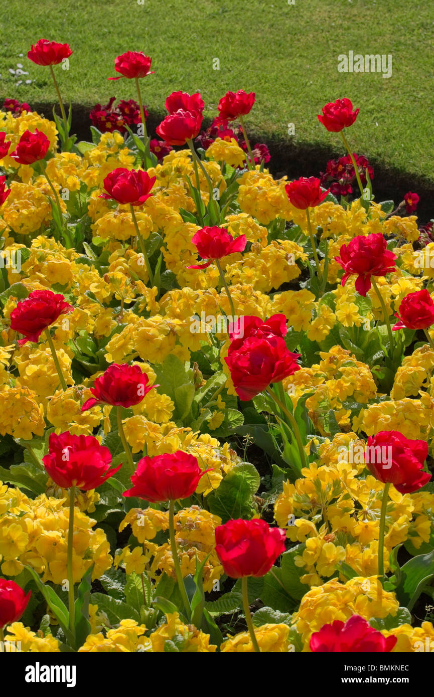 Colourful spring flower bed Stock Photo - Alamy