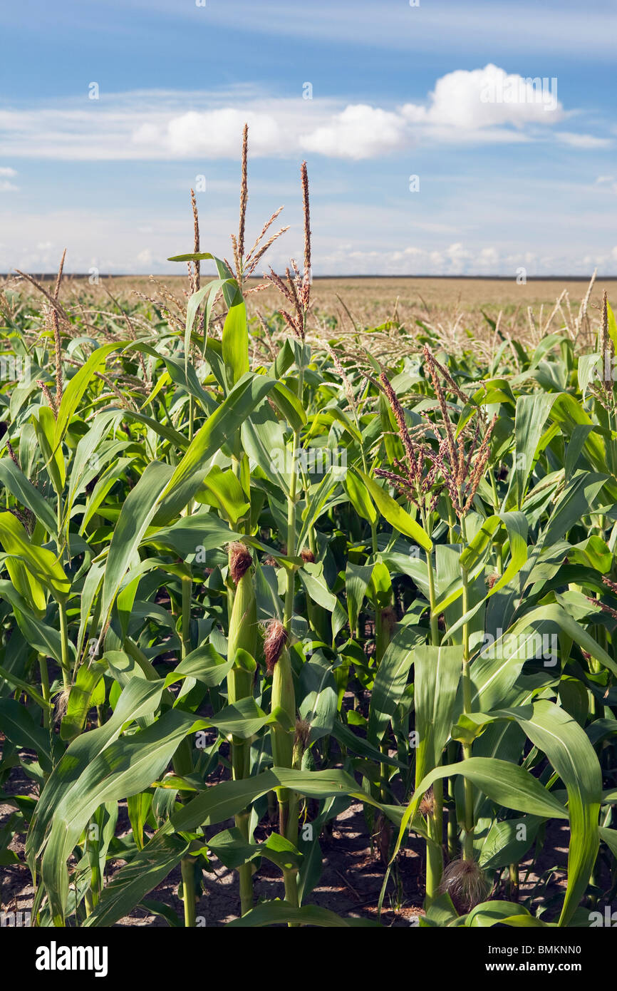 Alberta, Canada; Corn Plants With Cobs Stock Photo - Alamy