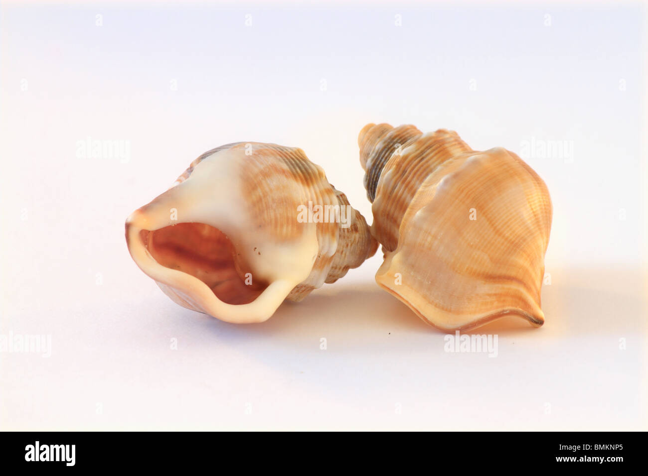 It's a still life of two shells Stock Photo - Alamy