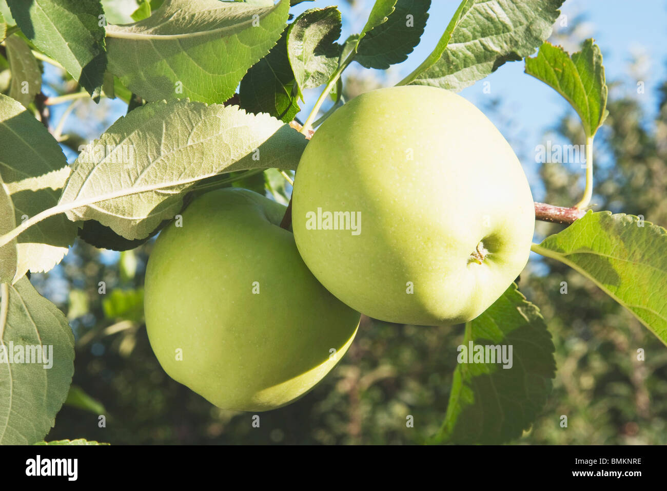 Apples On A Tree Stock Photo - Alamy