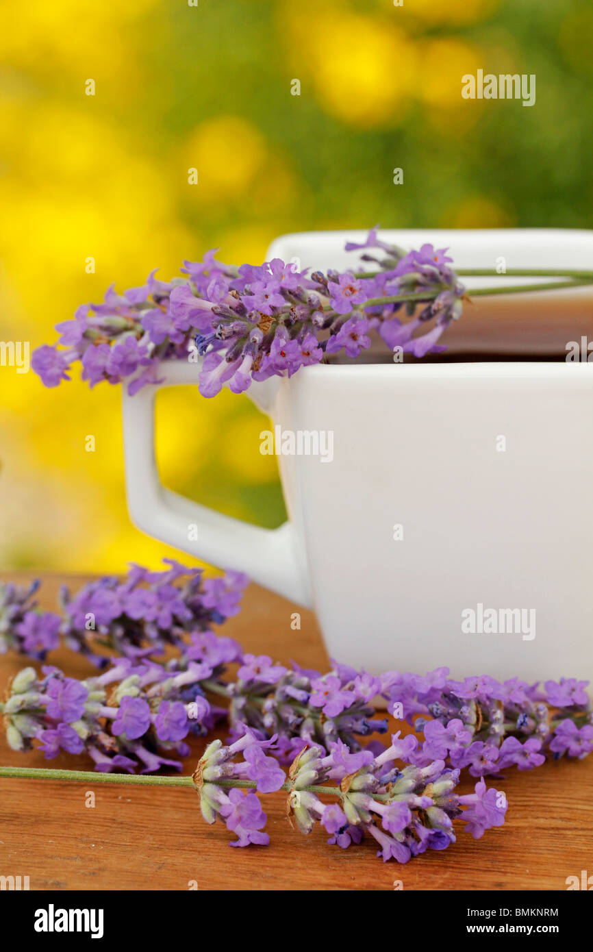 Lavender infusion (Lavandula officinalis Stock Photo - Alamy