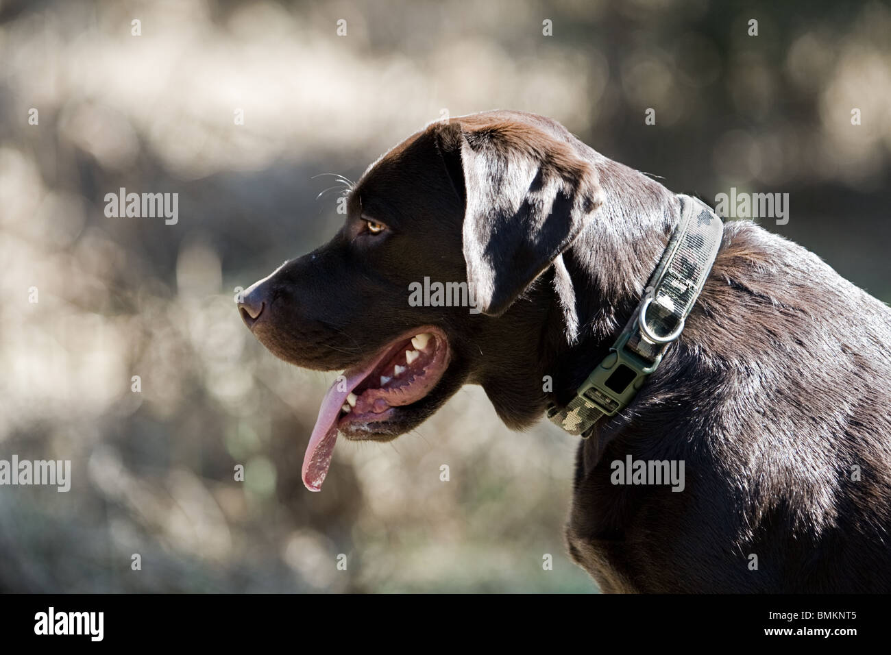 Labrador Side View High Resolution Stock Photography and Images - Alamy