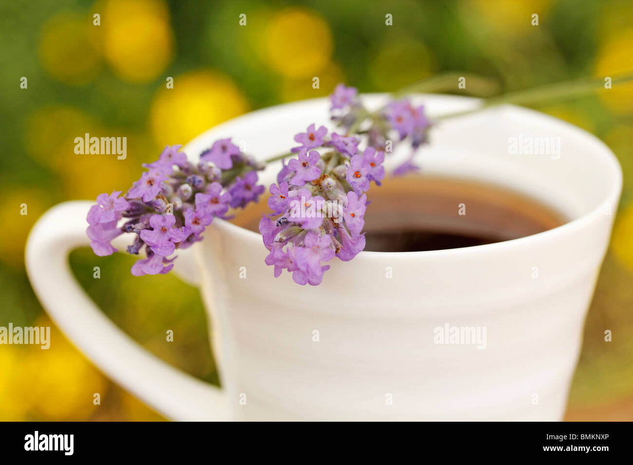 Lavender infusion (Lavandula officinalis Stock Photo - Alamy