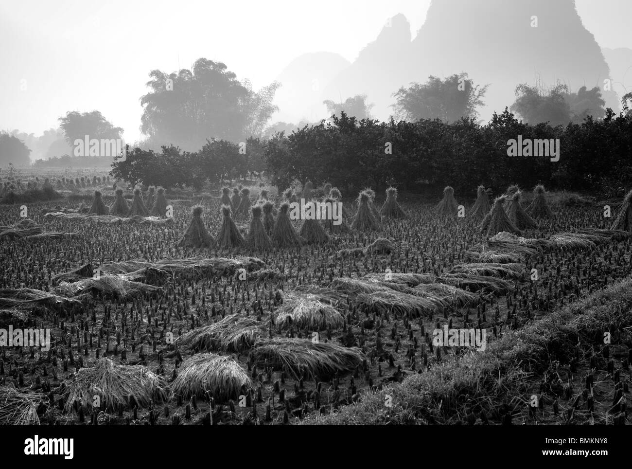 Chinese rice fields industry hi-res stock photography and images - Alamy