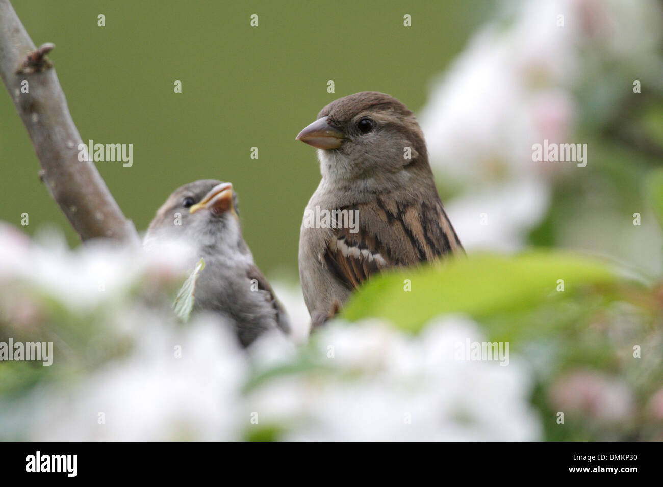 House sparrow (Passer domesticus) chick, sitting in an apple tree Stock ...