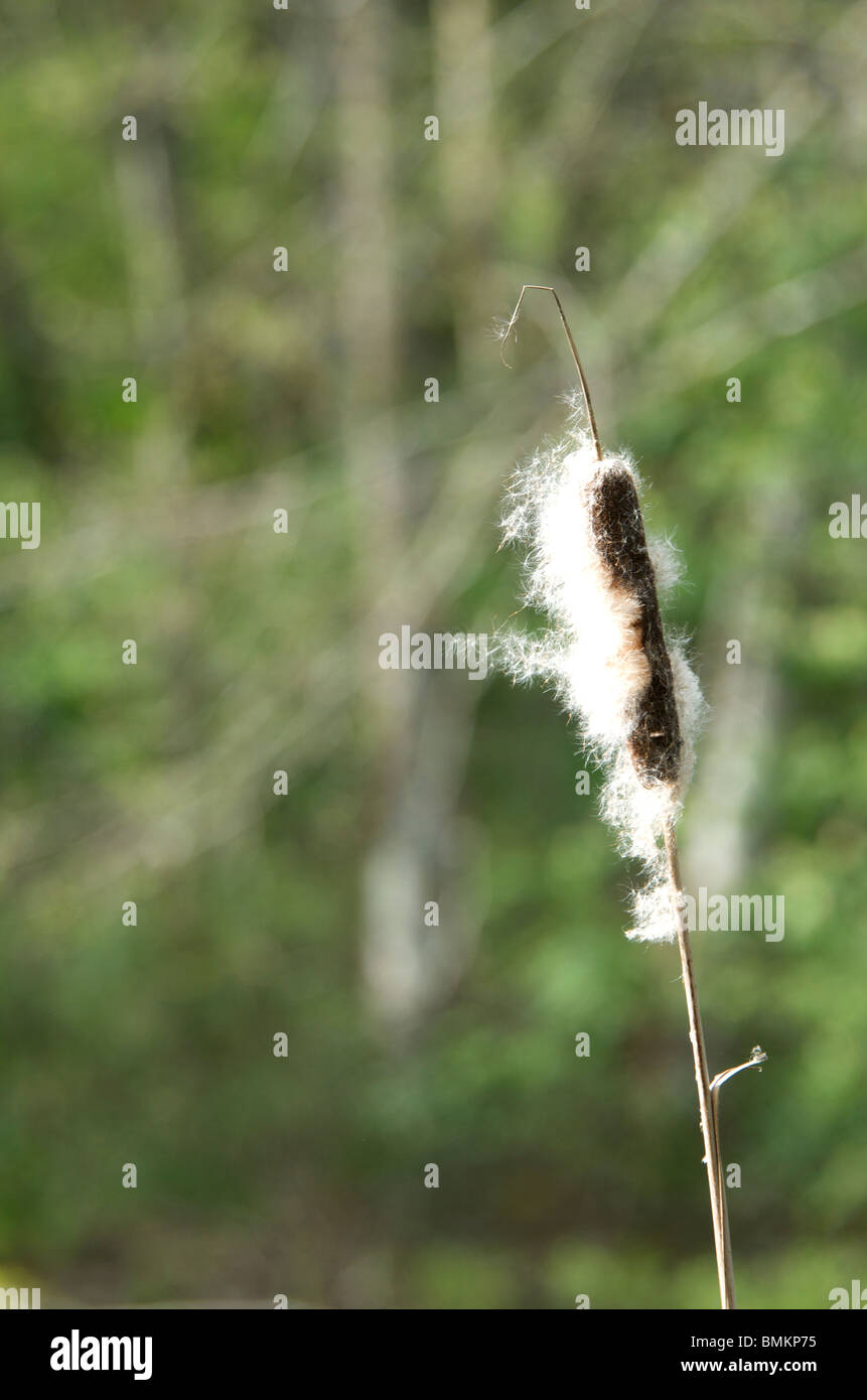 Cattail seeds hi-res stock photography and images - Alamy