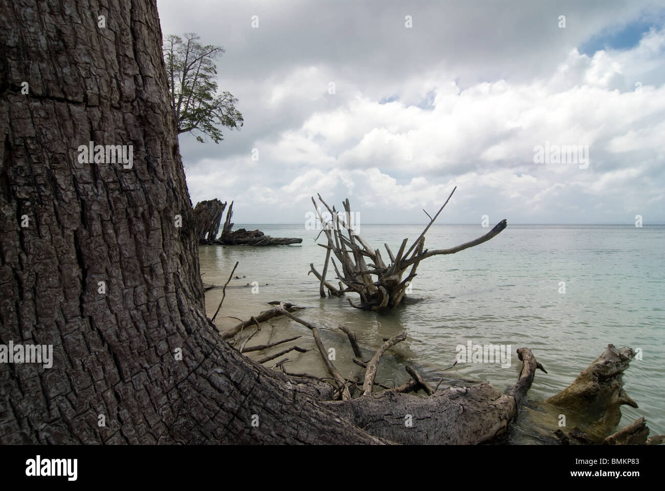 Trunk and Roots of trees in the Indian Ocean. Havelock Island. Andaman ...