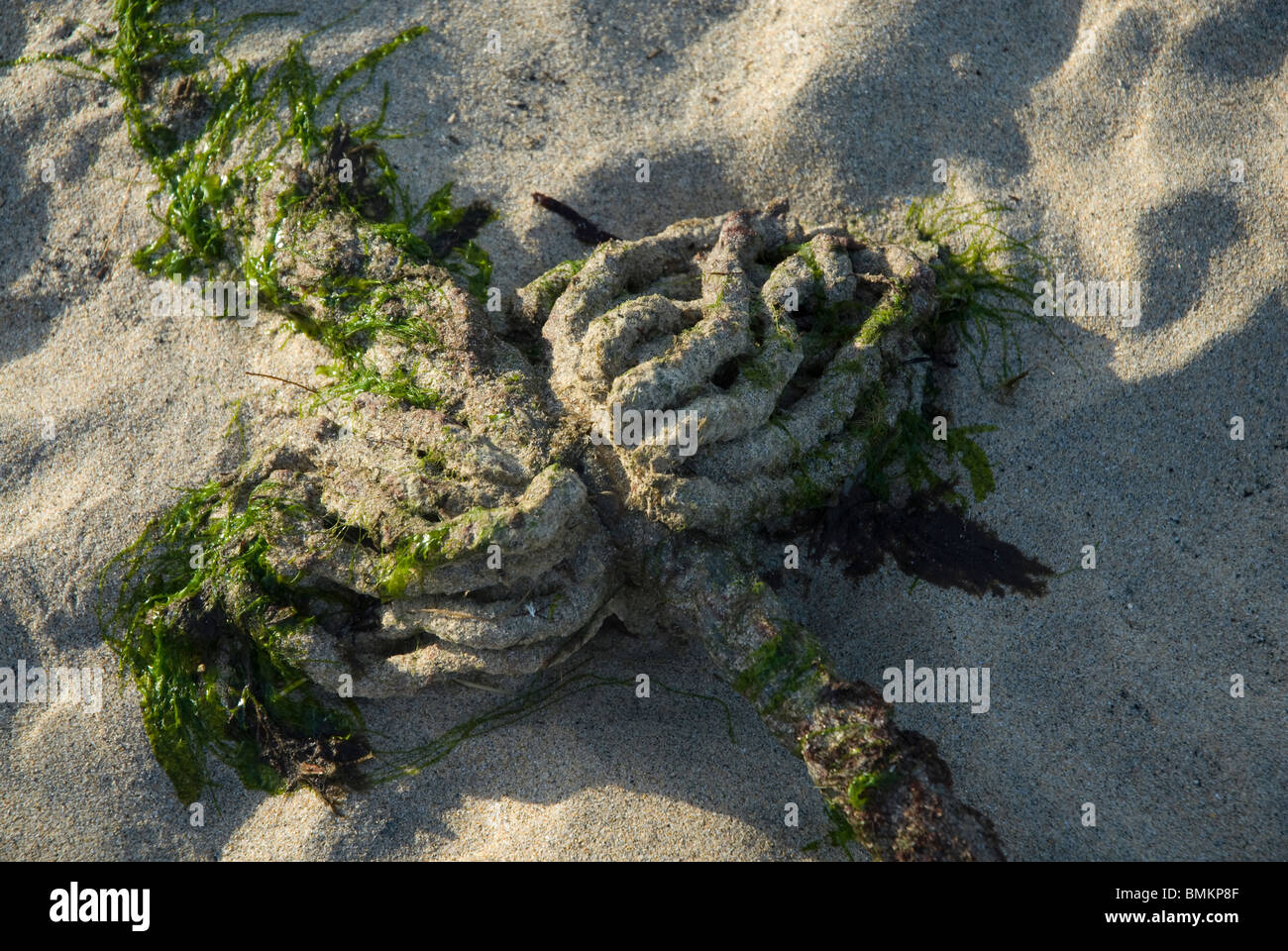 Seaweed covered mooring rope hi-res stock photography and images - Alamy