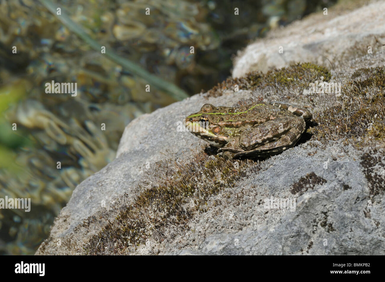 Frog resting on a rock in croatia Stock Photo - Alamy