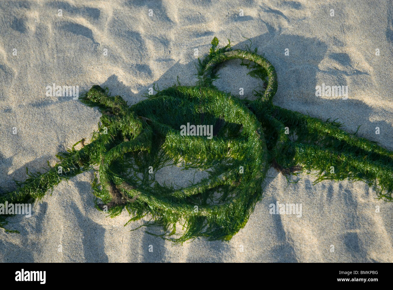 Seaweed on rope hi-res stock photography and images - Alamy