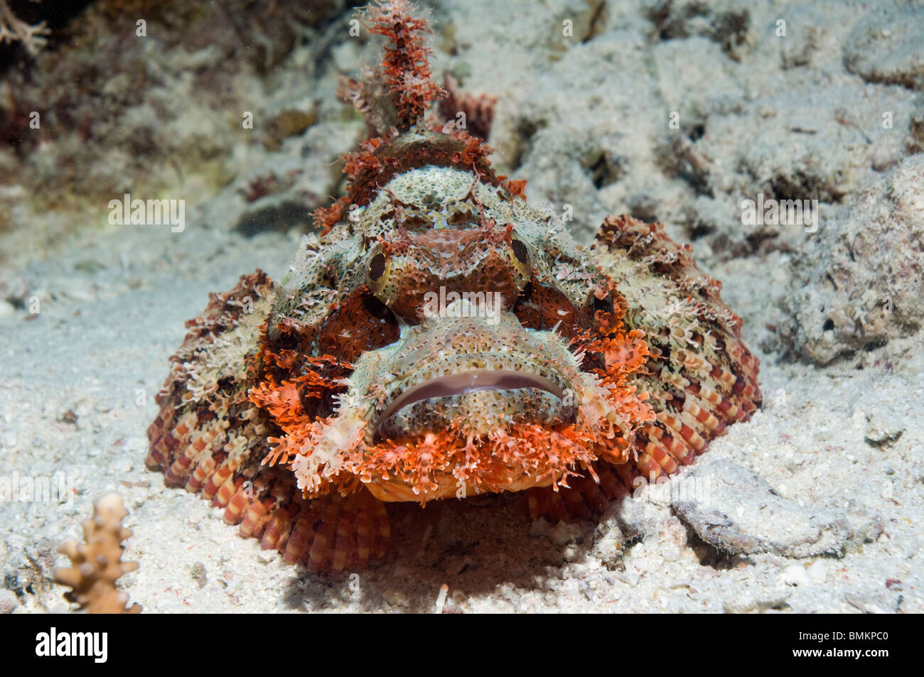 Scorpionfish hi-res stock photography and images - Alamy
