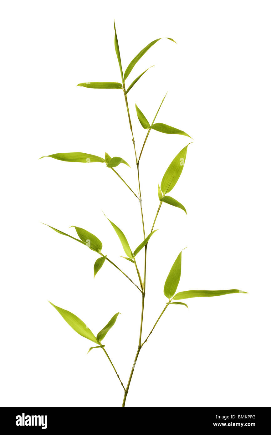 Bamboo Isolated on White Background Stock Photo - Alamy