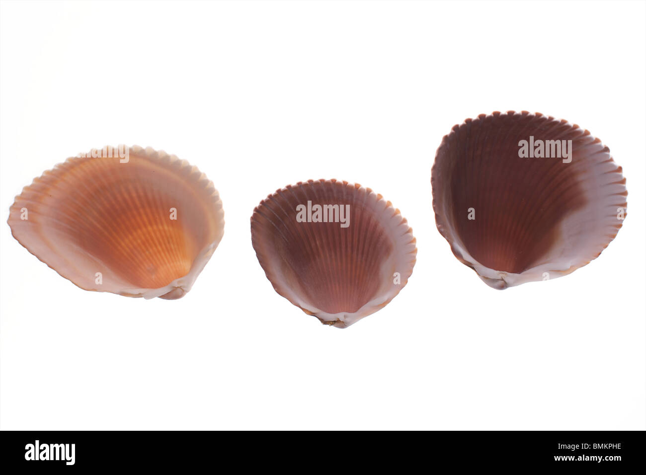 Three clam shells hi-res stock photography and images - Alamy