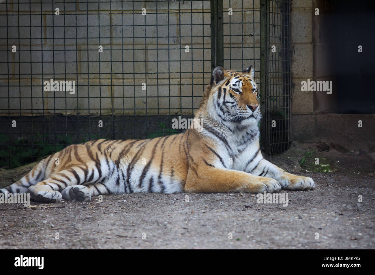 Tiger In Cage Stock Photos & Tiger In Cage Stock Images - Alamy