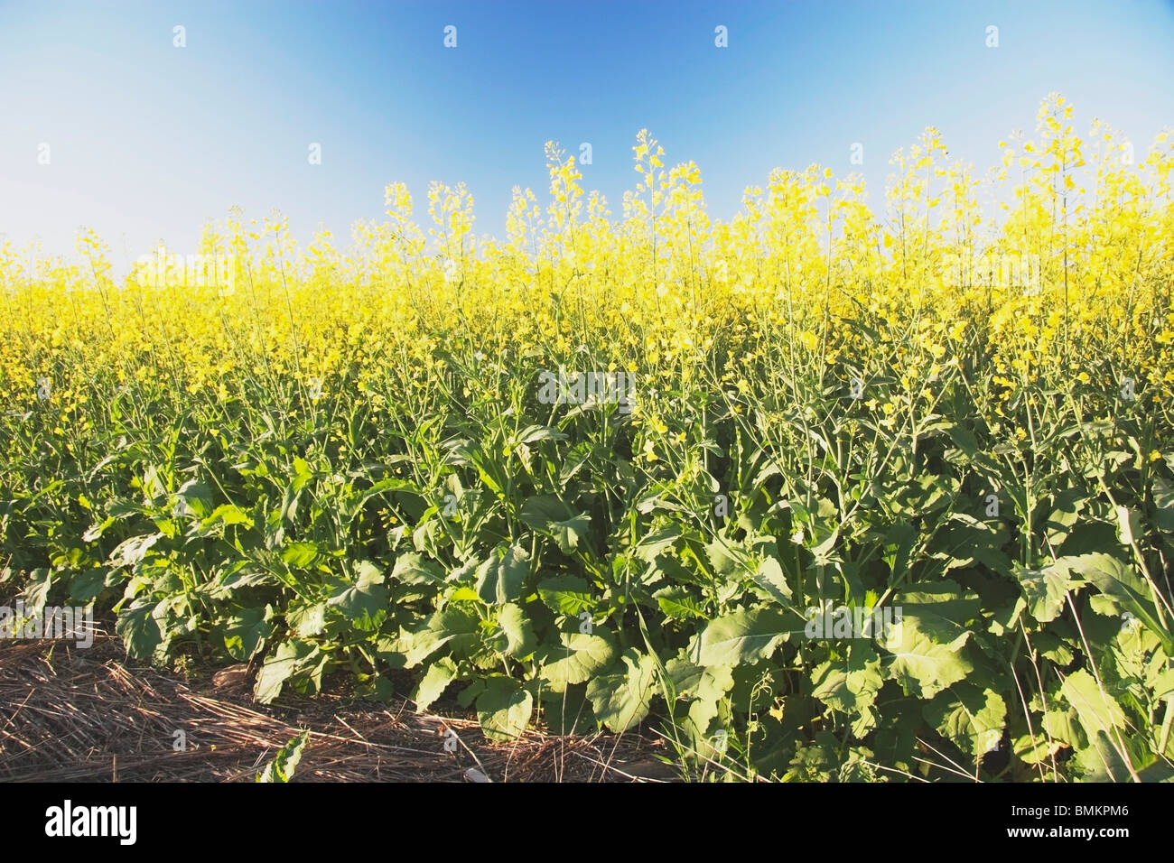 Close up canola flowering hi-res stock photography and images - Alamy