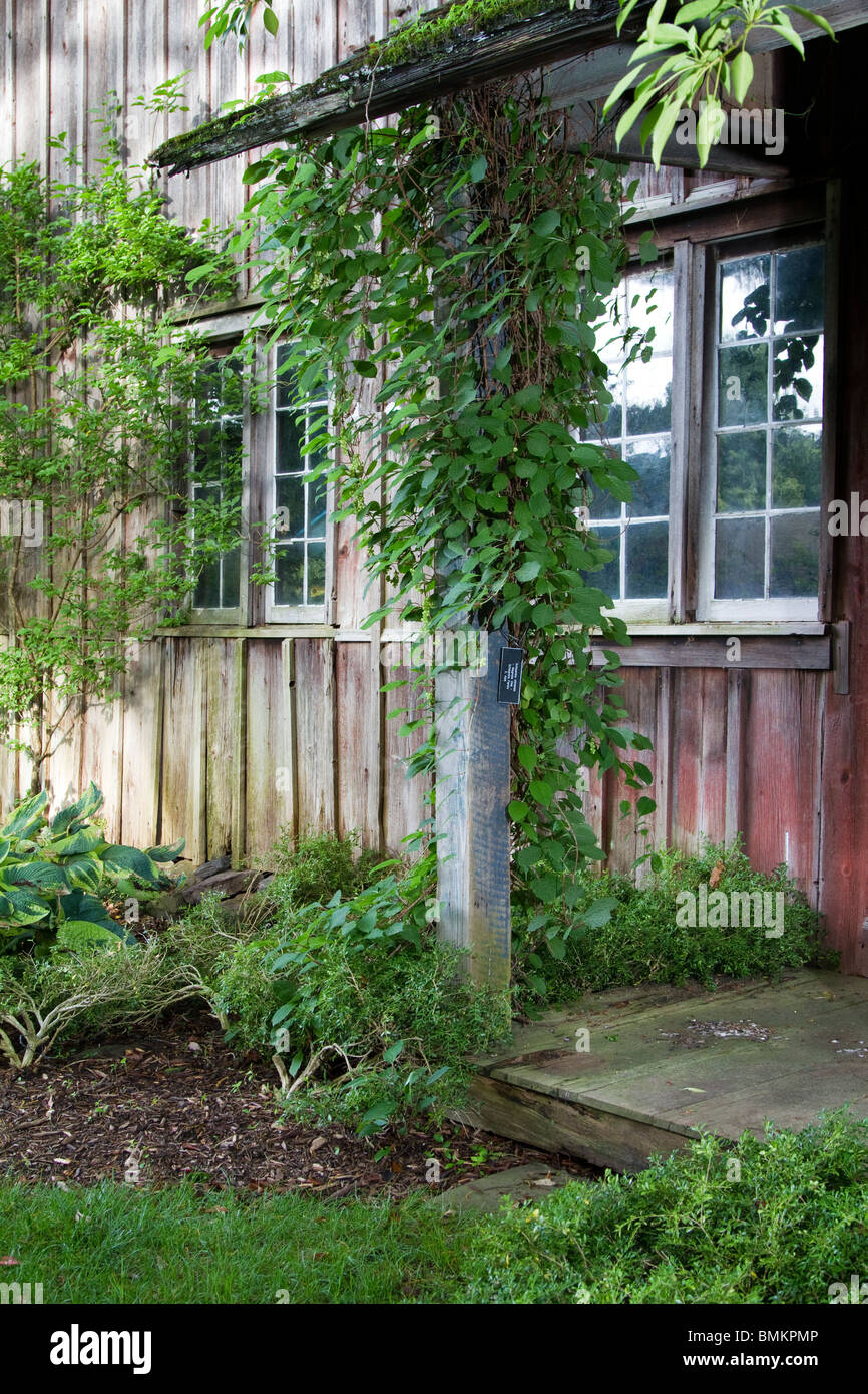 Vine covered porch hi-res stock photography and images - Alamy