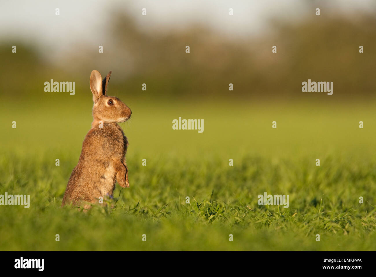 Legs Of Rabbit High Resolution Stock Photography and Images - Alamy