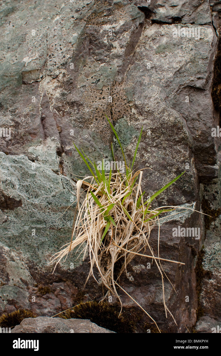new growth of grass springs from rocks Stock Photo - Alamy