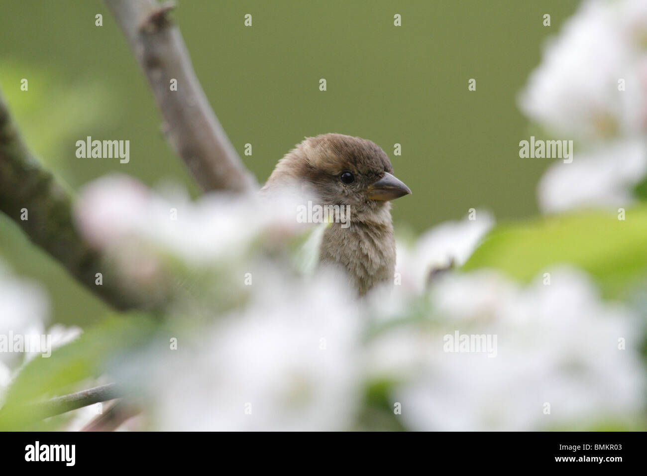 Tree Sparrow Fledgling High Resolution Stock Photography and Images - Alamy