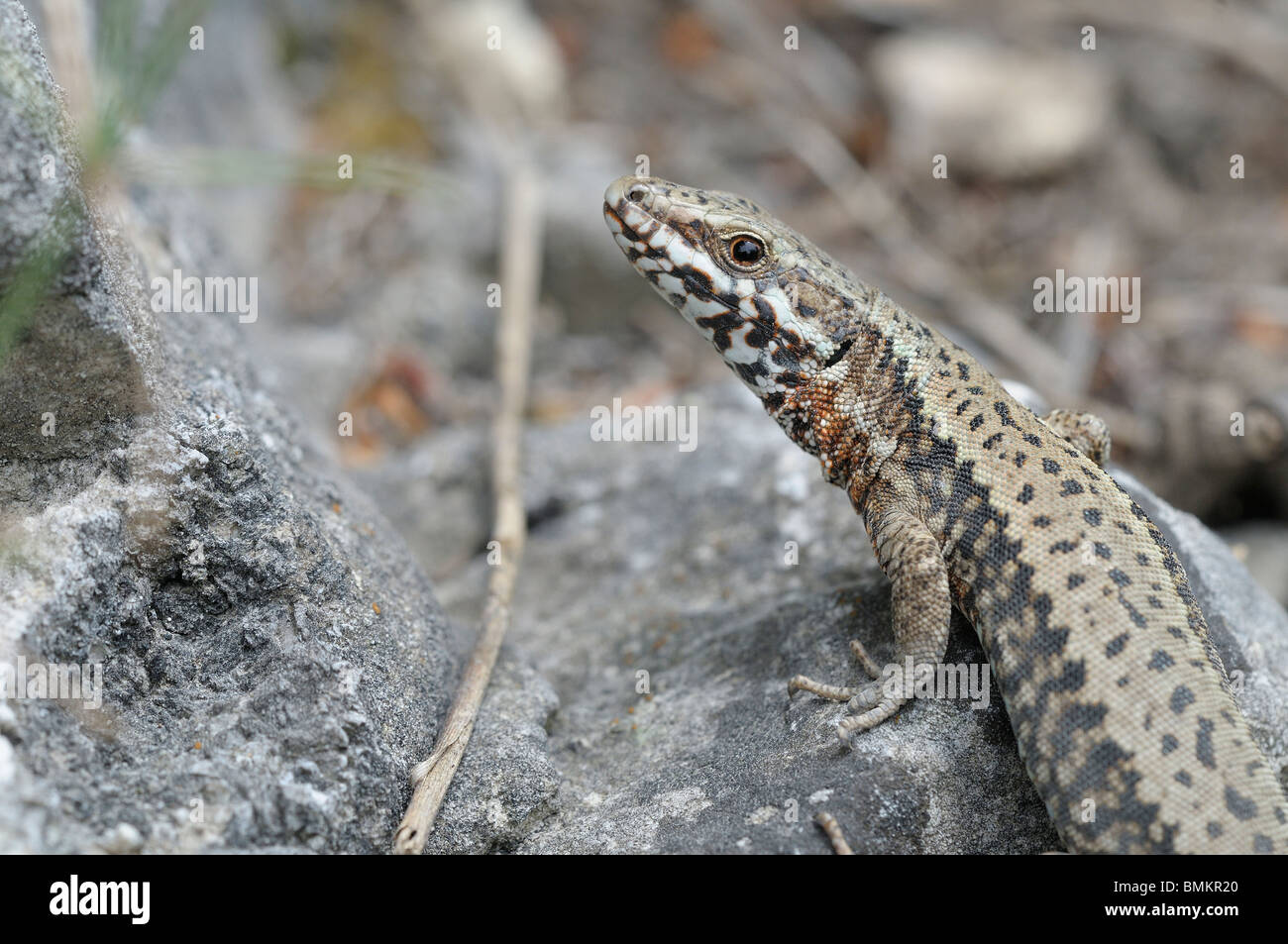 Lizard on rock Stock Photo - Alamy