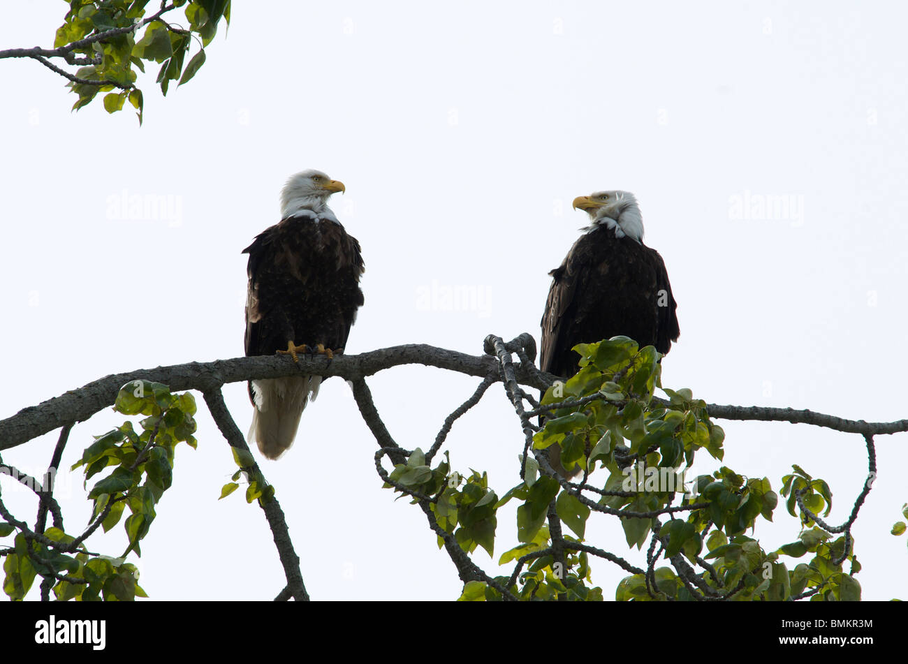 Two eagles on tree hi-res stock photography and images - Alamy