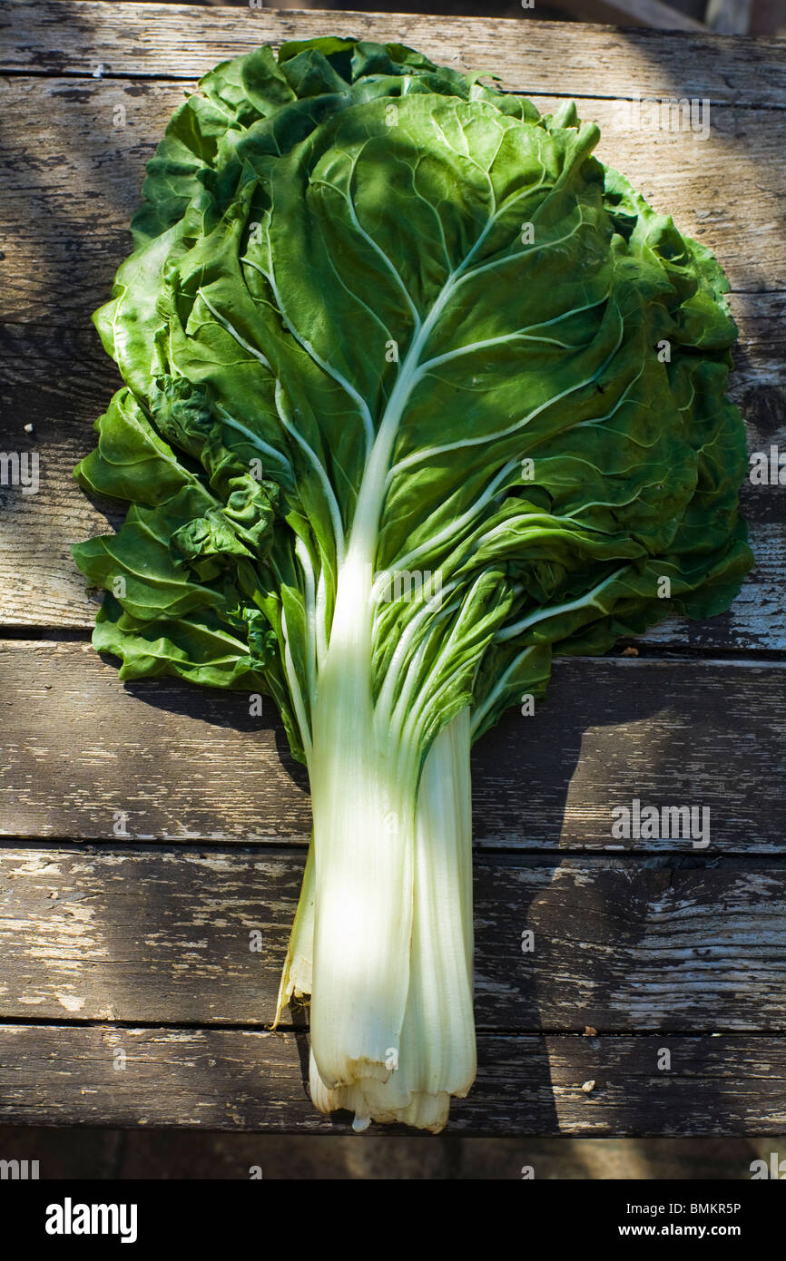 Organic swiss chard (Beta vulgaris) grown in the Provence, south of ...