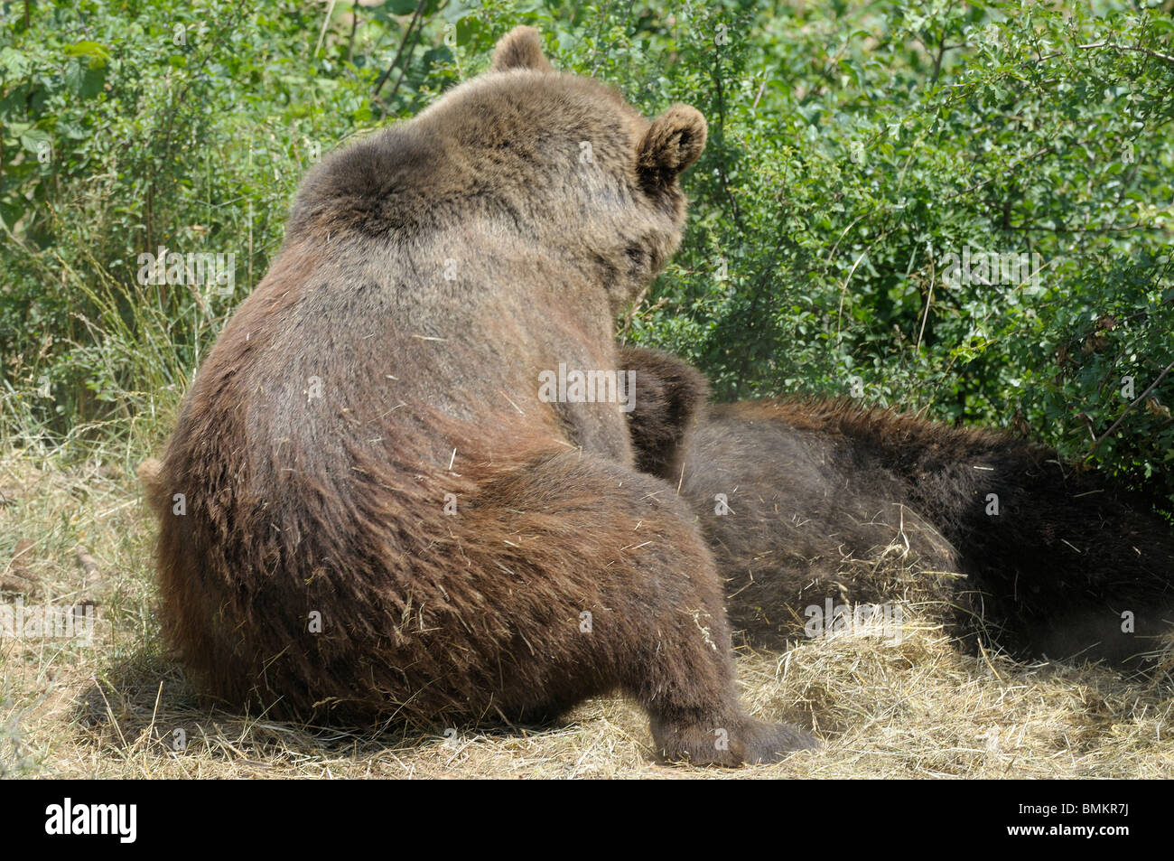 Two captive Brown Bears in Croatia Stock Photo - Alamy