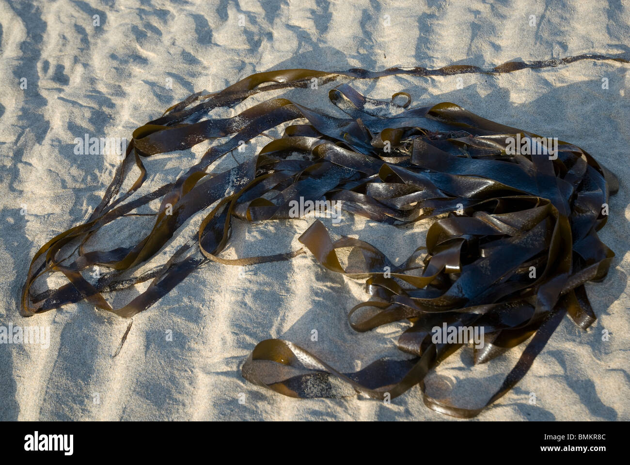Seaweed washed up on the beach St Ives Cornwall UK Stock Photo - Alamy