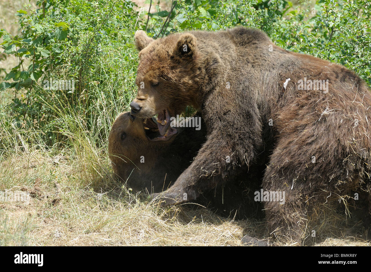 Two captive Brown Bears in Croatia Stock Photo - Alamy