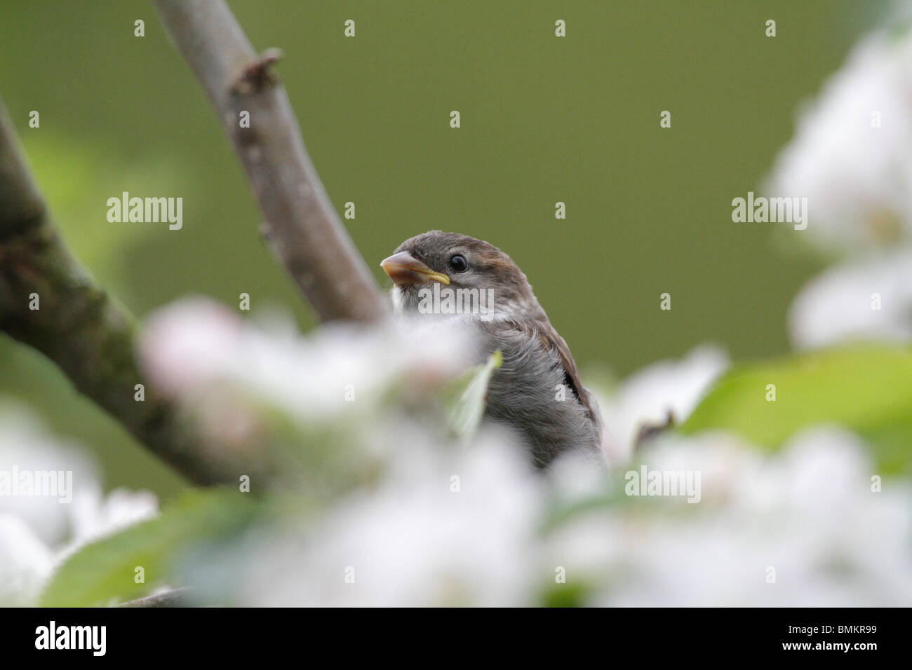 Tree sparrow fledgling hi-res stock photography and images - Alamy