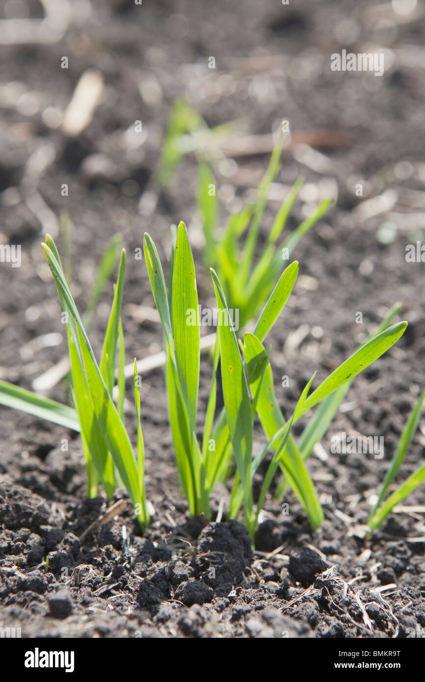 Stages of growth hi-res stock photography and images - Alamy