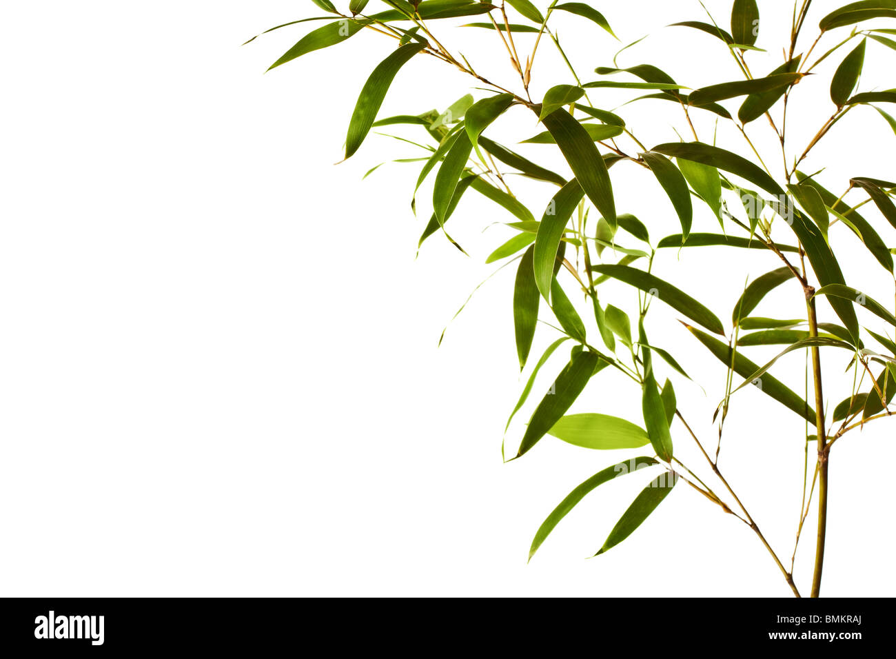 Bamboo Isolated on White Background Stock Photo - Alamy