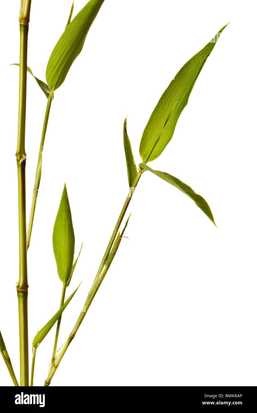 Bamboo Isolated on White Background Stock Photo - Alamy