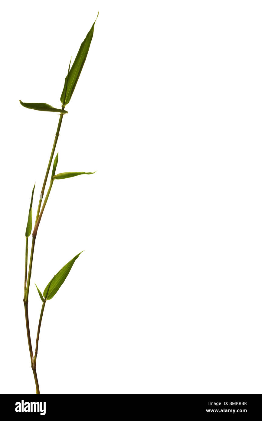 Bamboo Isolated on White Background Stock Photo - Alamy