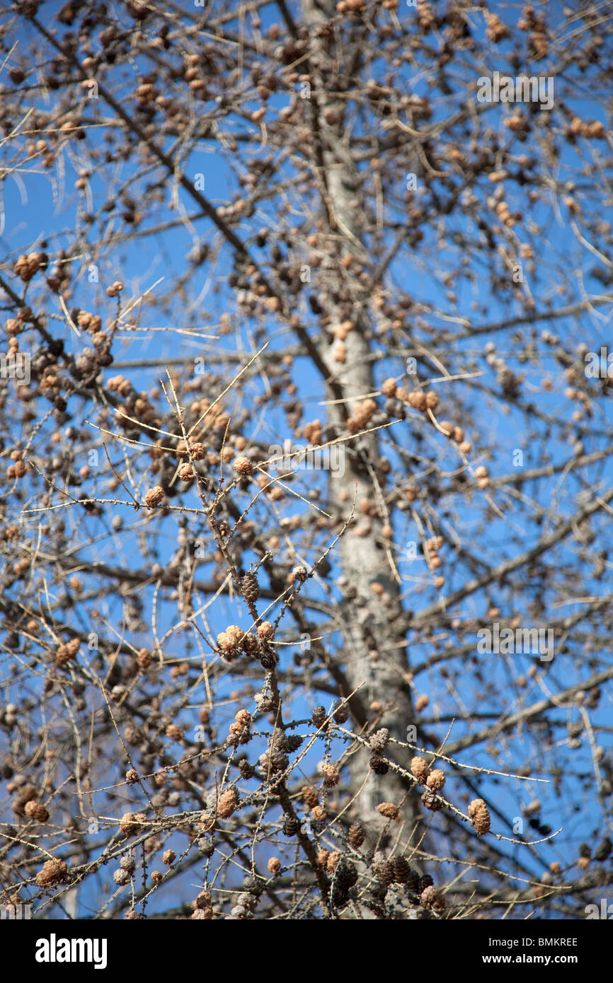 Deciduous larch ( Larix europaea ) tree with branches filled with cones ...