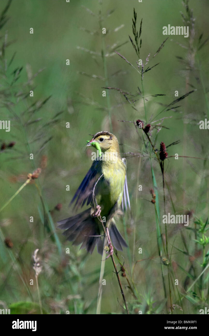 Female bobolink hi-res stock photography and images - Alamy